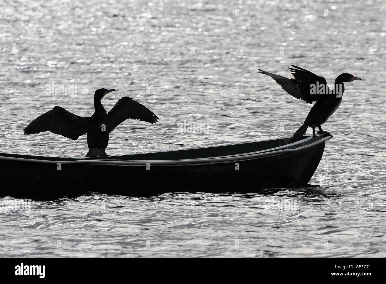 Two cormorants dry their wings in the sun whilst sitting on a fishing ...