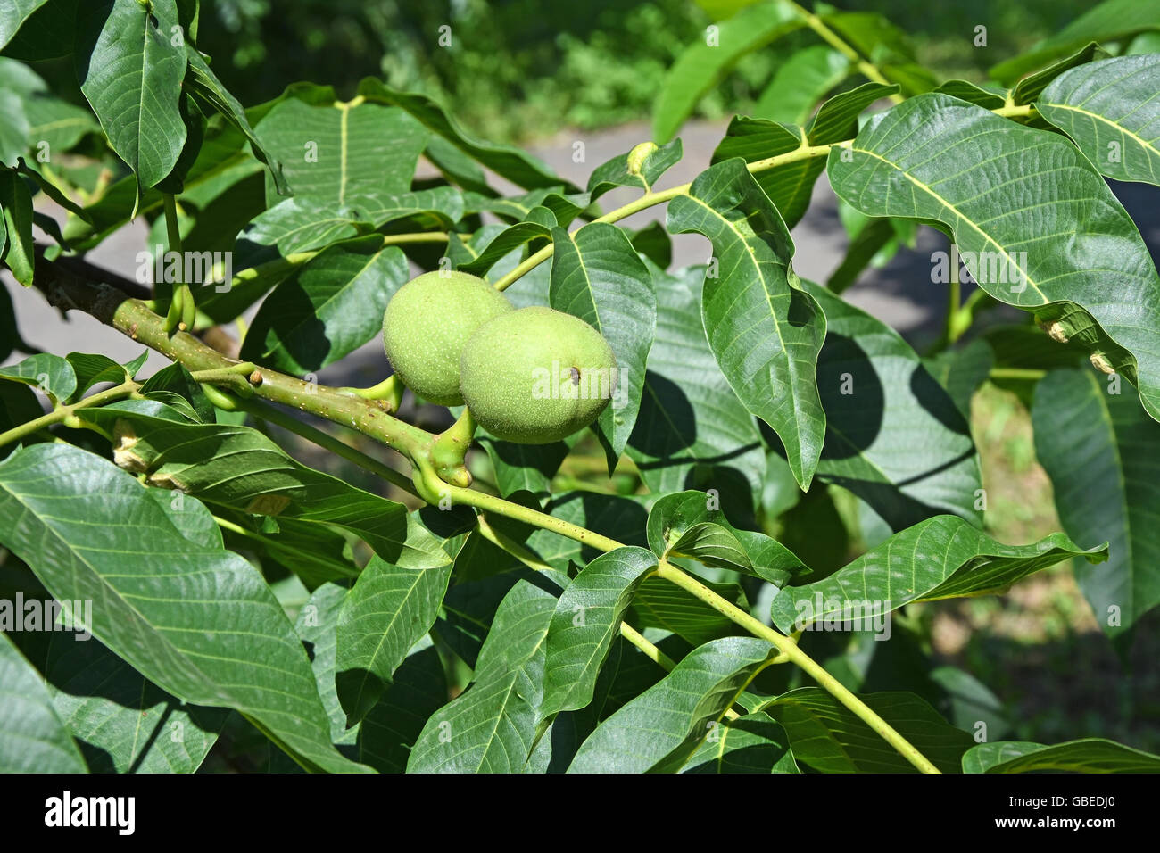 Chandler walnut hi-res stock photography and images - Alamy