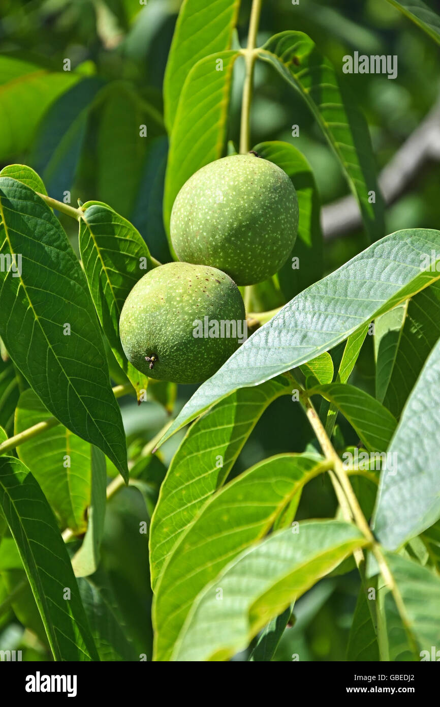 Green walnuts in the tree in summer time Stock Photo - Alamy