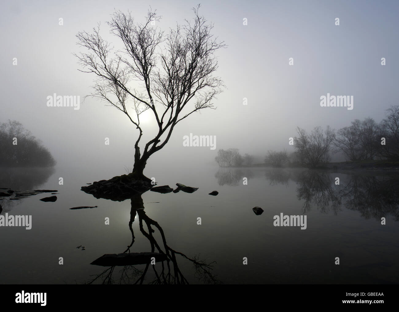 Tree, Misty Morning at Padarn Lake, Snowdonia Stock Photo - Alamy