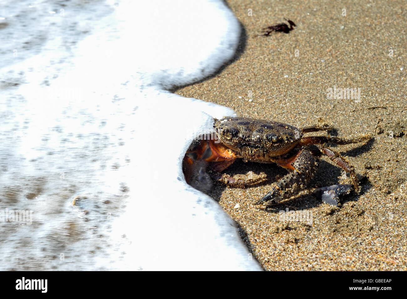 Escaping crab hi-res stock photography and images - Alamy