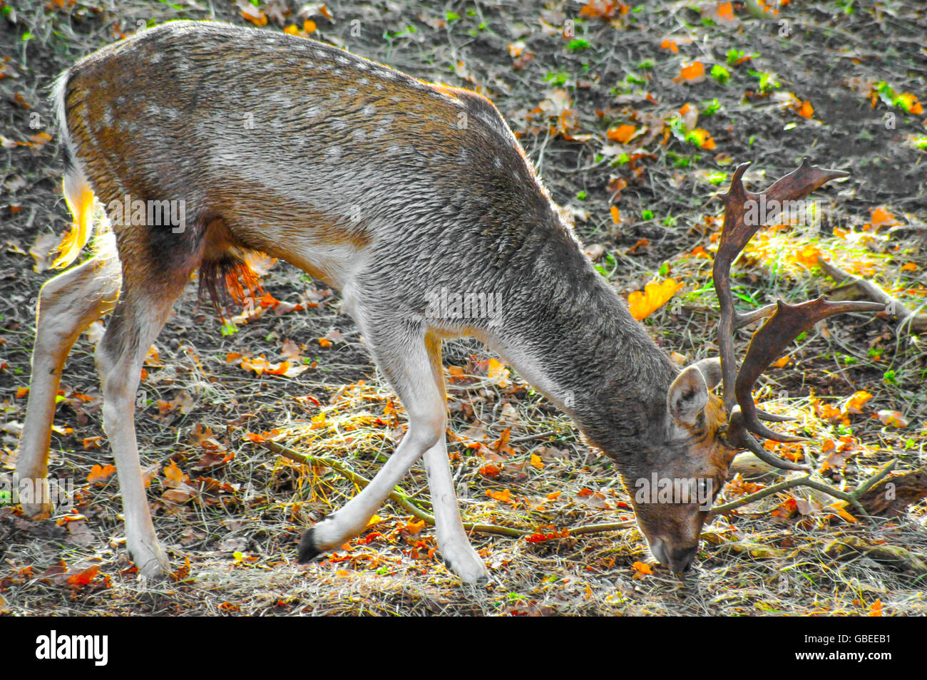 Male fallow deer hi-res stock photography and images - Alamy