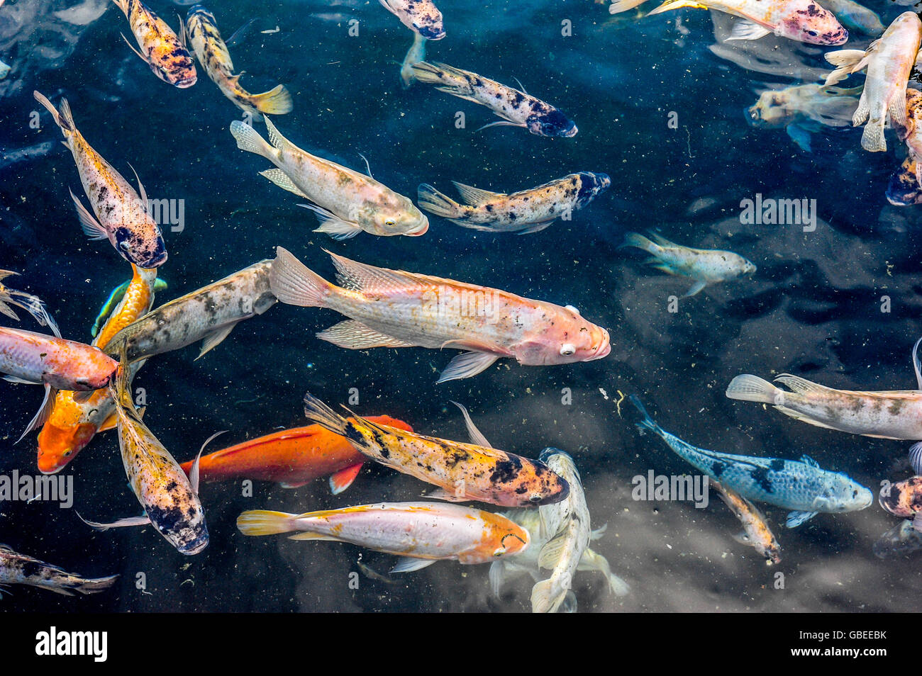 Various medium sized Asian pond fishes like gourami and kois fishes ...