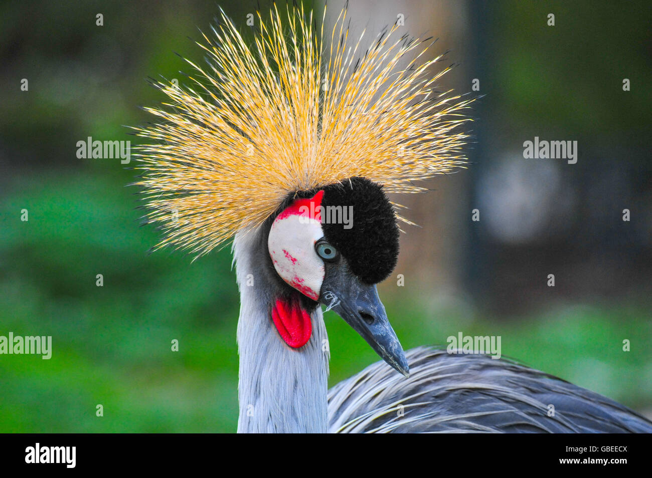 A portrait of African Golden Crested Stork Stock Photo - Alamy
