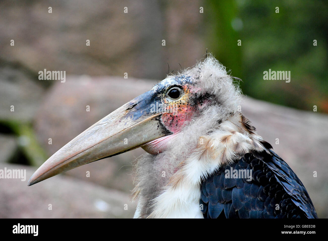 African stork hi-res stock photography and images - Alamy