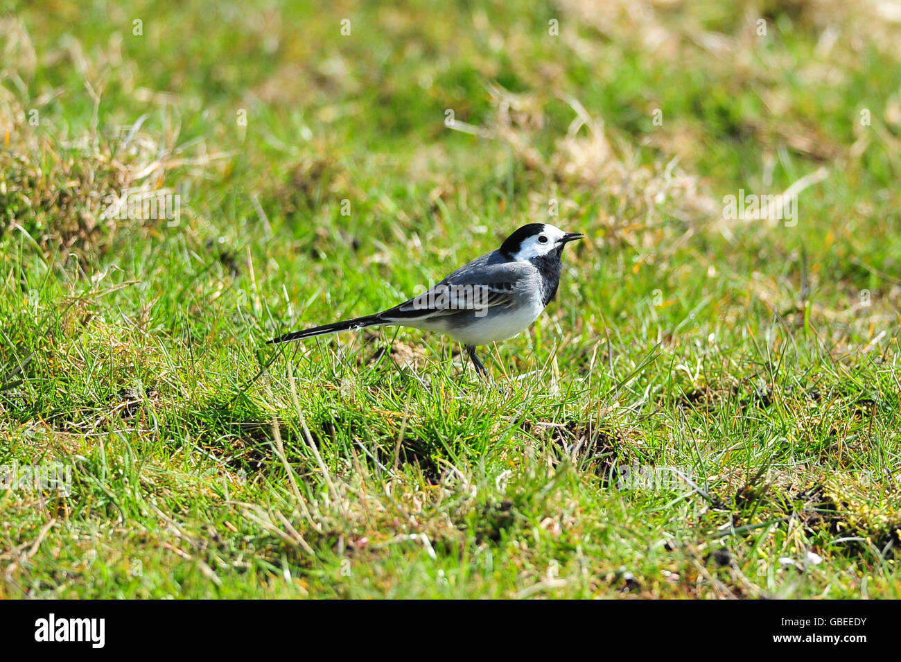 An European Pied Wagtail singing in a meadow Stock Photo - Alamy