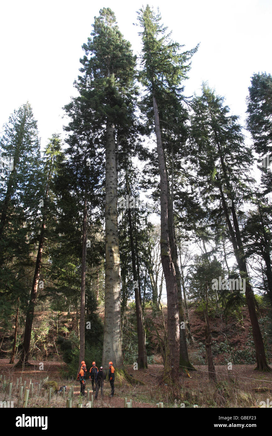 One of the uks tallest trees hi-res stock photography and images - Alamy