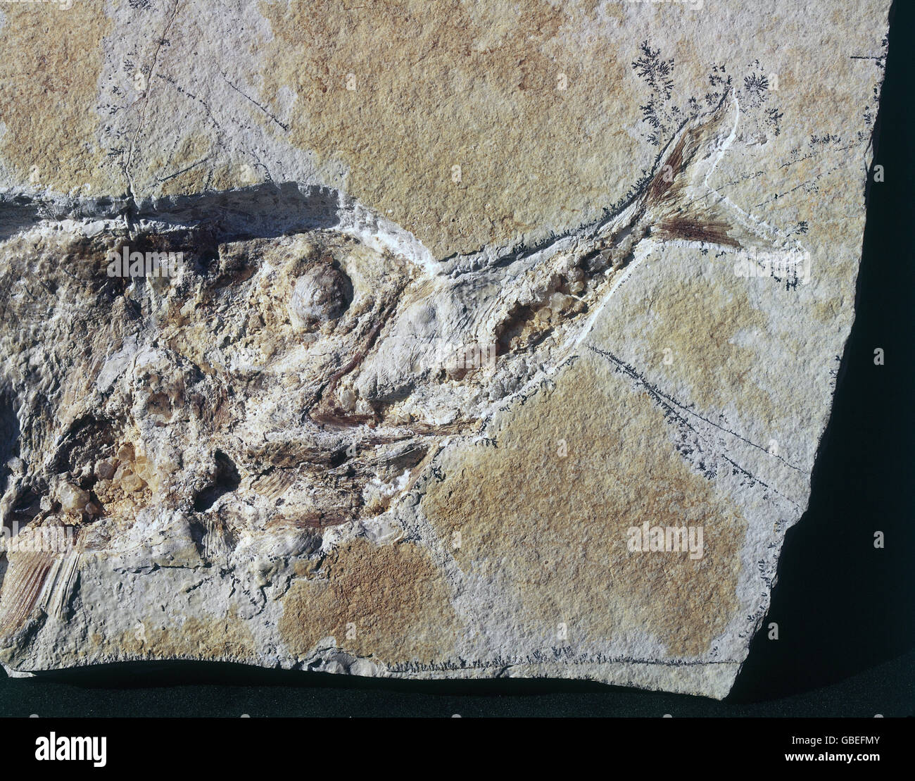 prehistory, fossils, zoology / animals, caturus with leptolepis in ...
