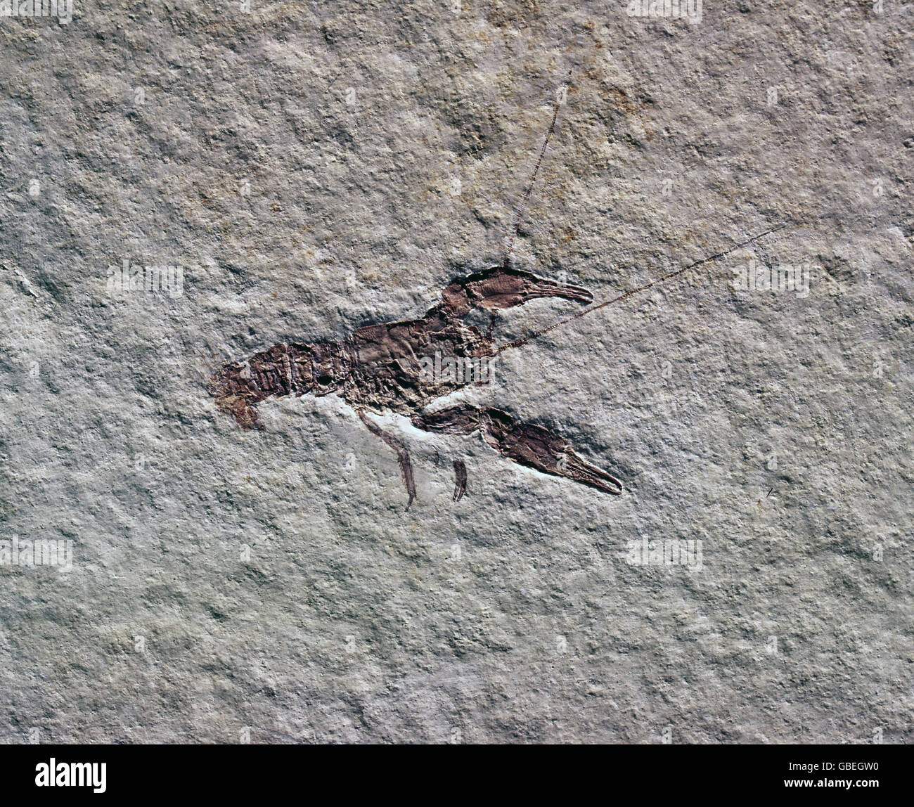 prehistory, fossils, zoology / animals, prawn, (Aeger tipularius ...