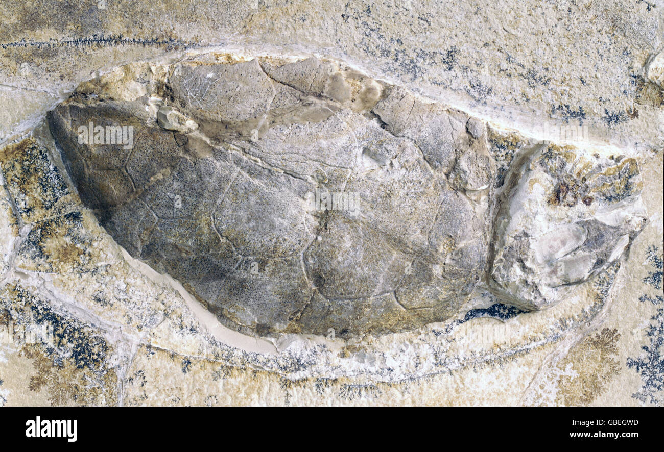 prehistory, fossils, animals, turtles, part of turtle, Eichstätt ...