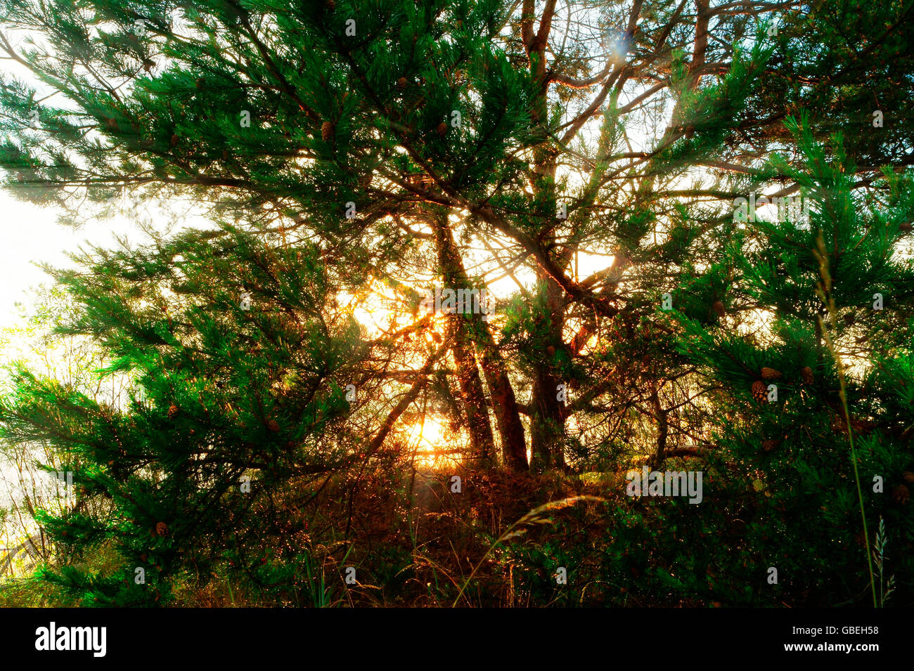 The sun shines through the pine tree on the shore Stock Photo - Alamy