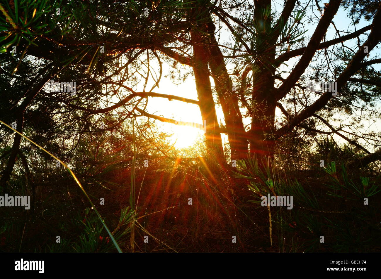 The sun shines through the pine tree on the shore Stock Photo - Alamy