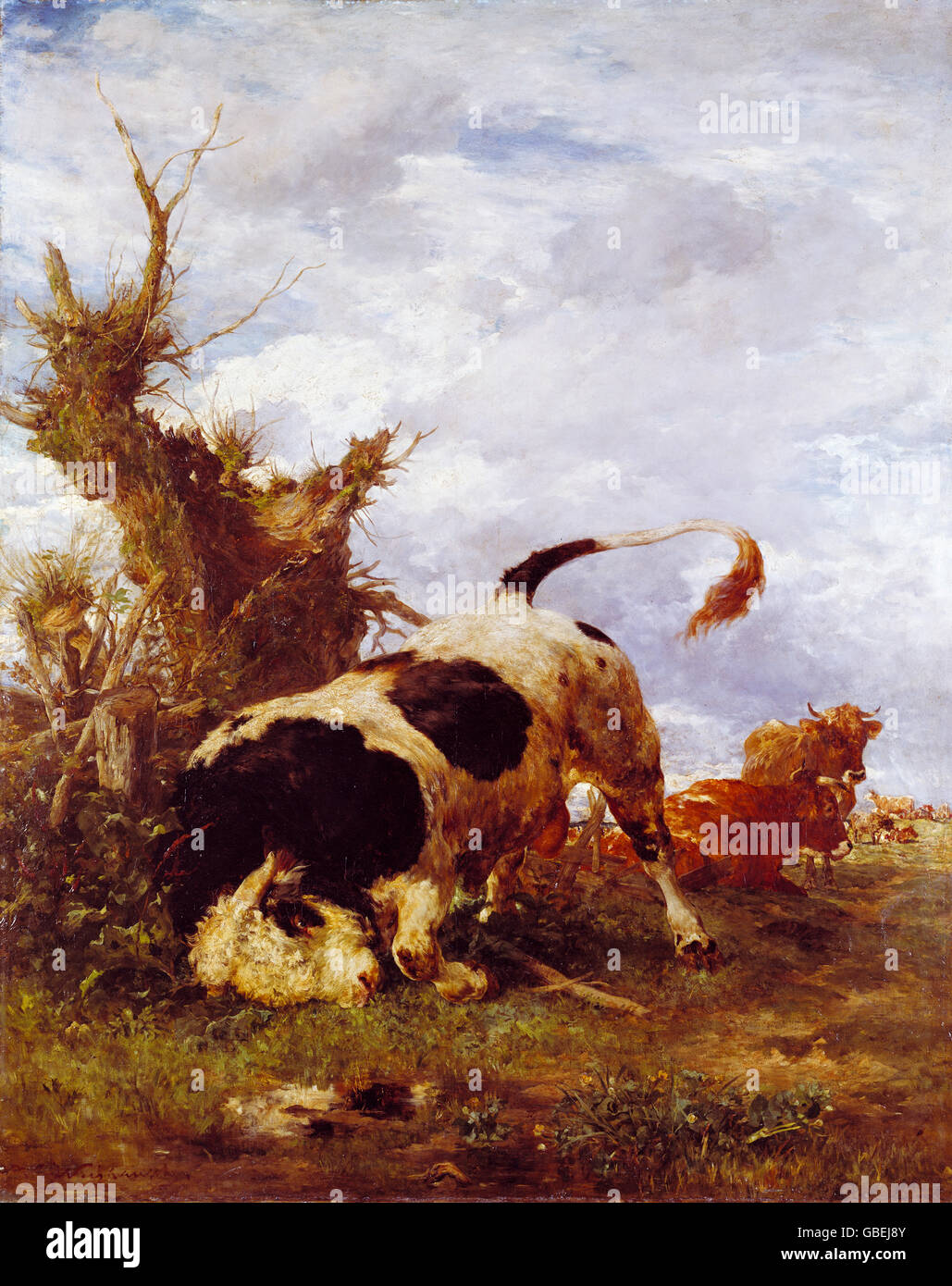 Wilder stier hi-res stock photography and images - Alamy