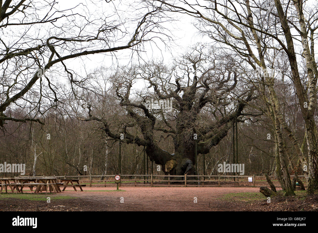 Buildings and Landmarks - Major Oak - Nottingham Stock Photo - Alamy