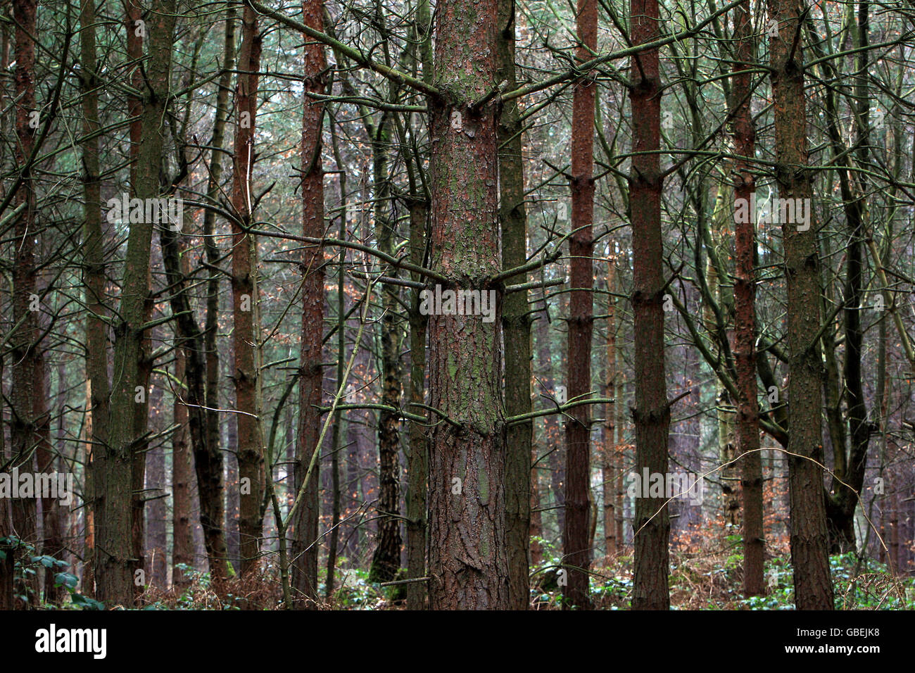 Sherwood Forest - Nottingham Stock Photo - Alamy
