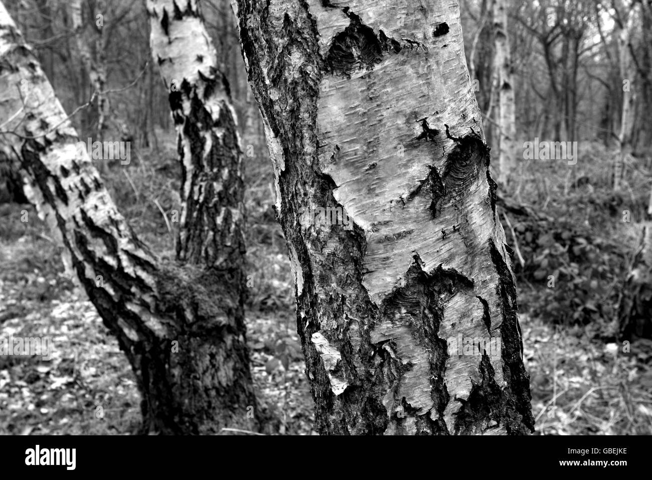 Sherwood Forest - Nottingham Stock Photo - Alamy