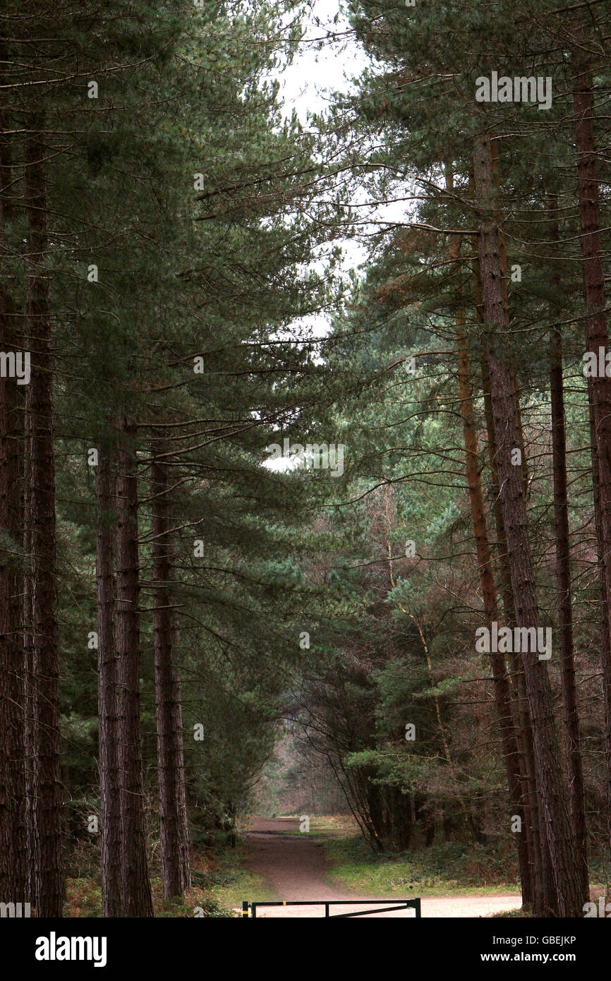 Sherwood Forest - Nottingham Stock Photo - Alamy