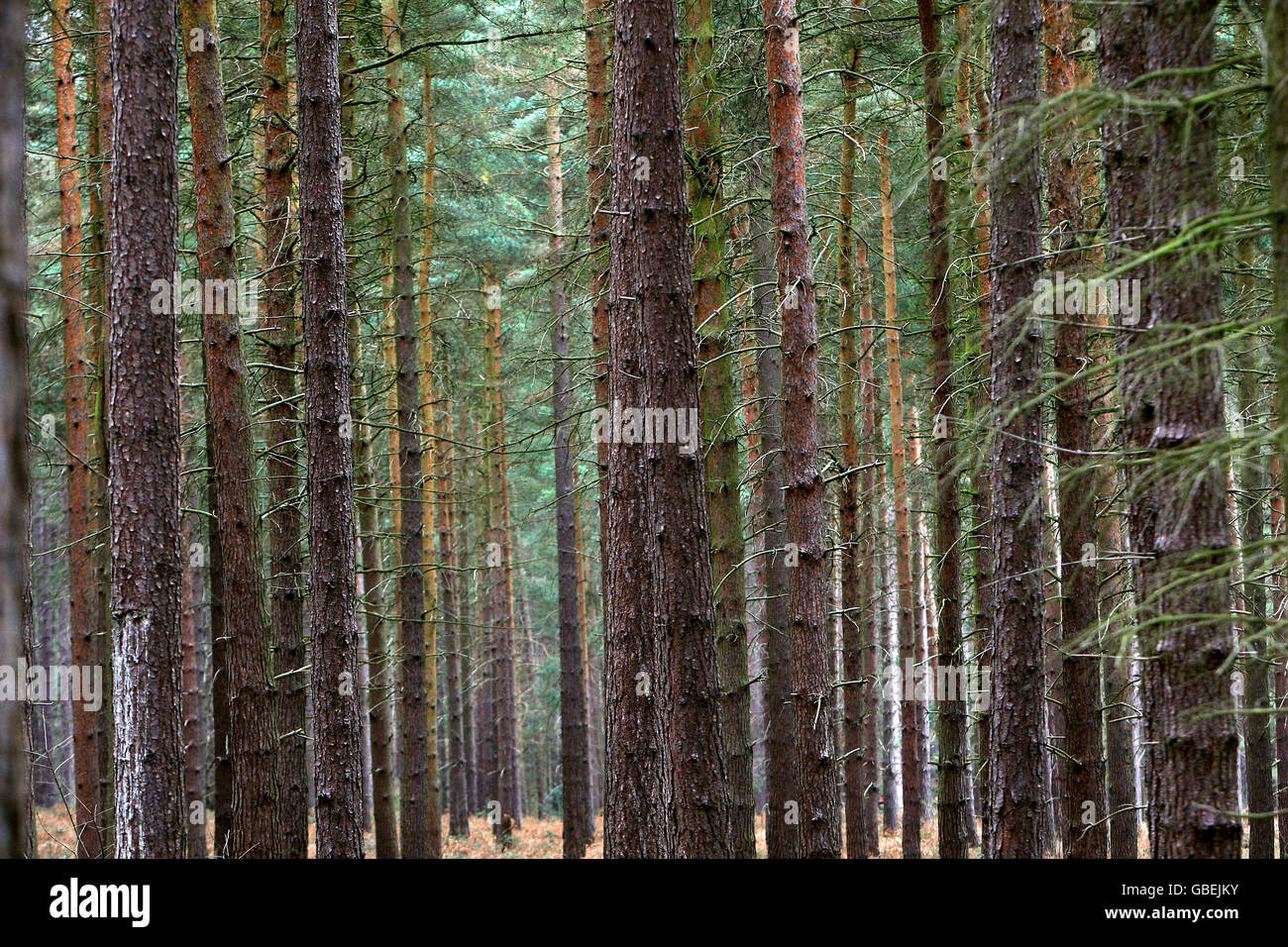 Sherwood Forest - Nottingham Stock Photo - Alamy