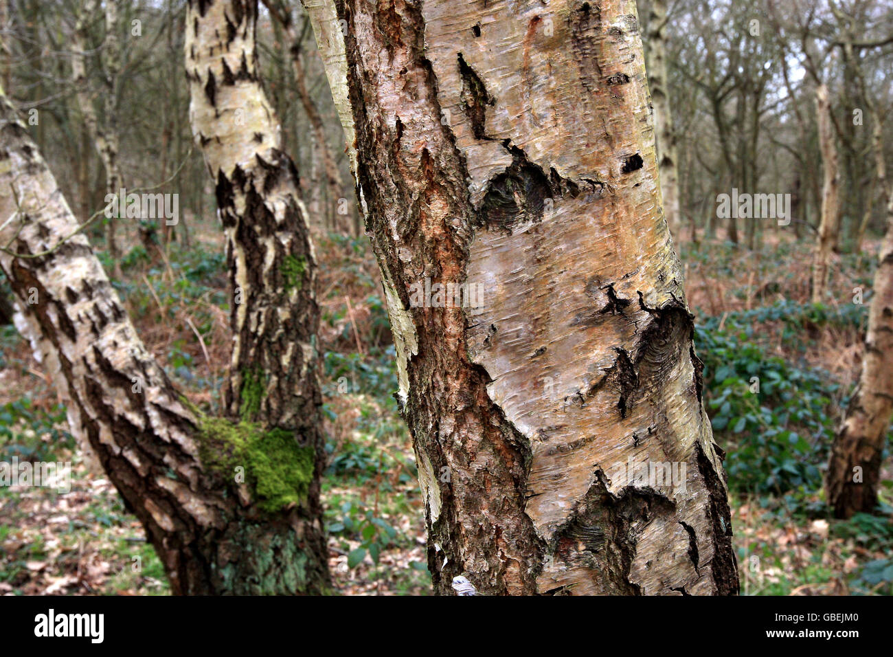 Sherwood Forest - Nottingham Stock Photo - Alamy