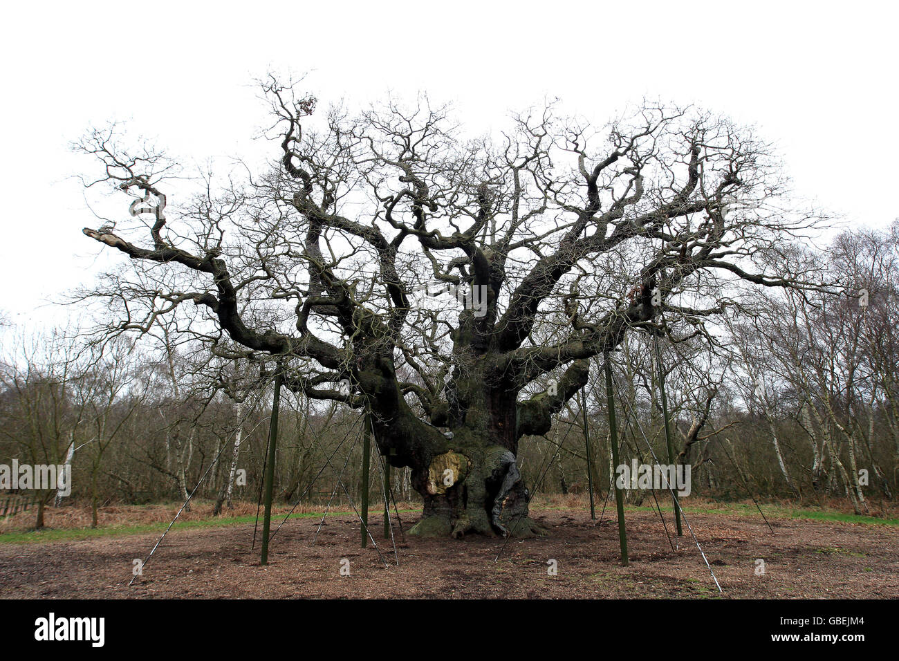 Major Oak - Nottingham Stock Photo - Alamy