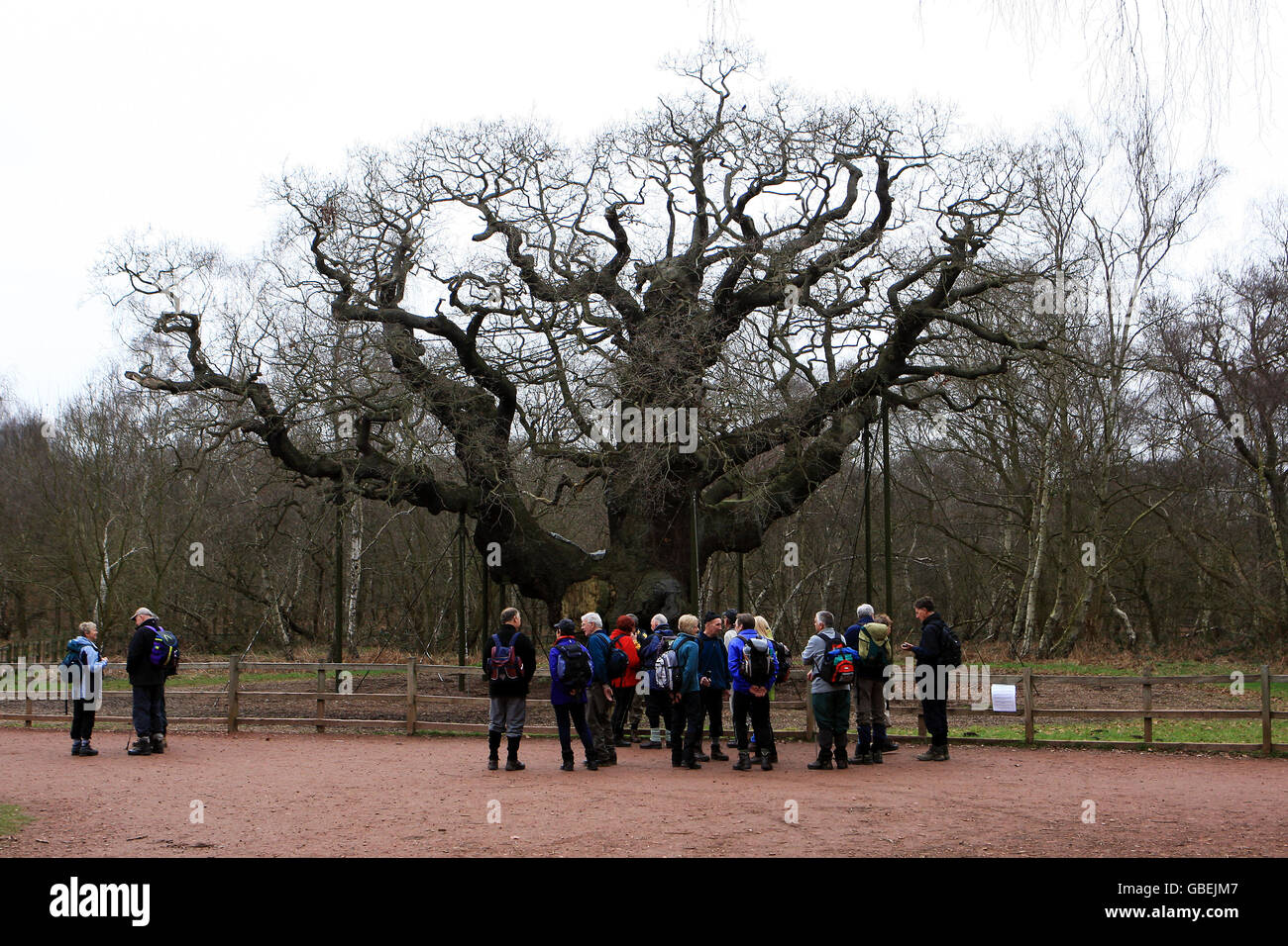 Major Oak - Nottingham Stock Photo - Alamy
