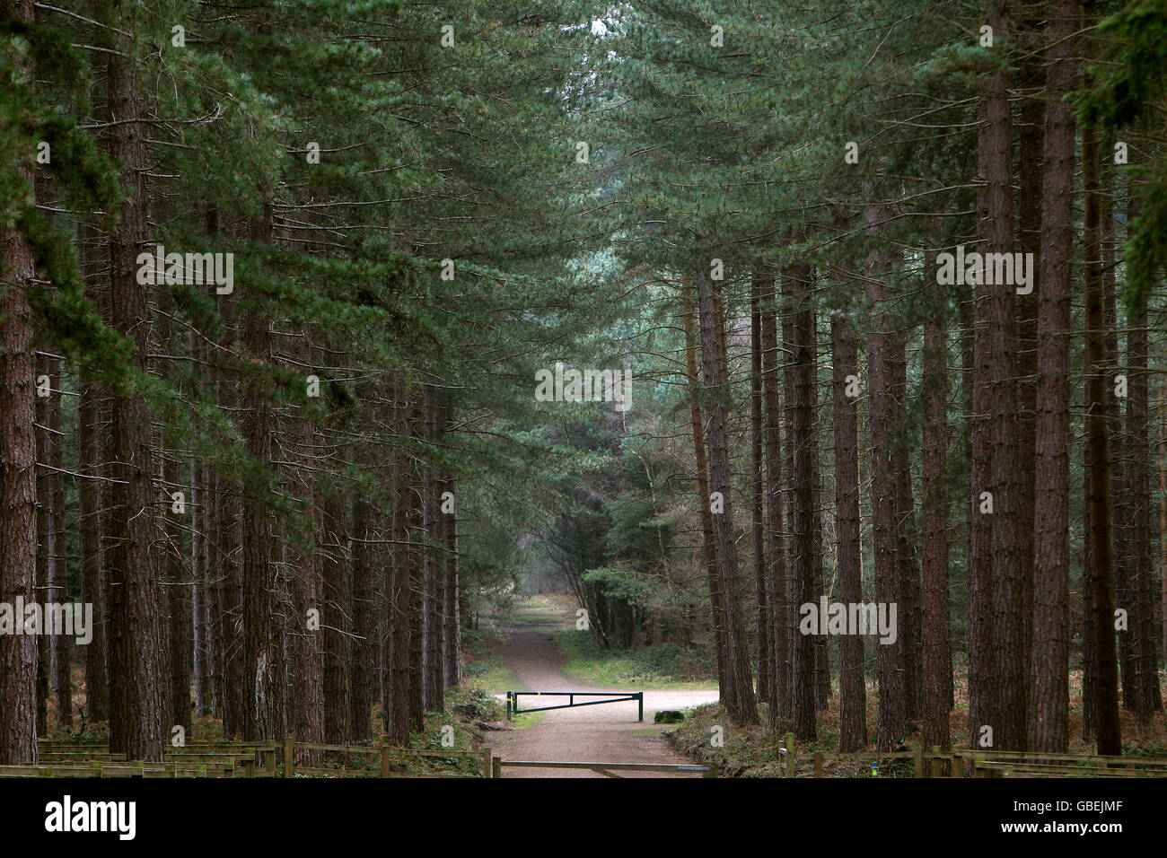 Sherwood Forest - Nottingham Stock Photo - Alamy
