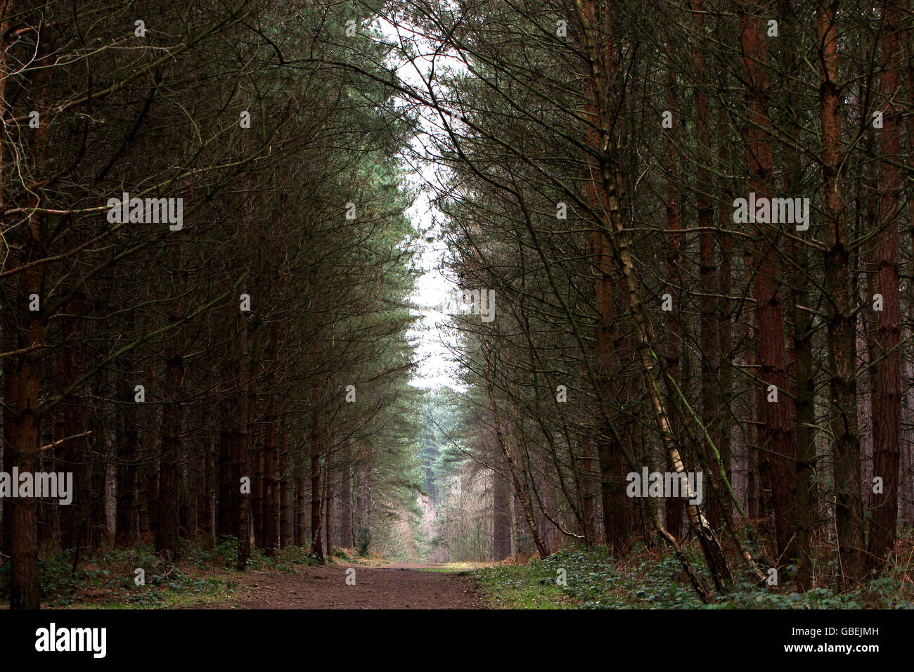 Sherwood Forest - Nottingham Stock Photo - Alamy