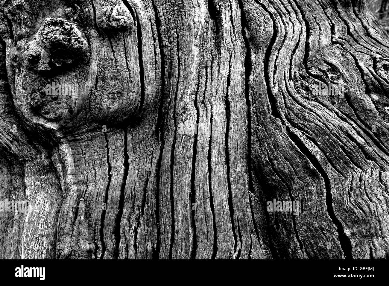 Sherwood Forest - Nottingham Stock Photo - Alamy