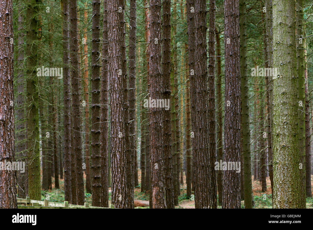 Sherwood Forest - Nottingham Stock Photo - Alamy