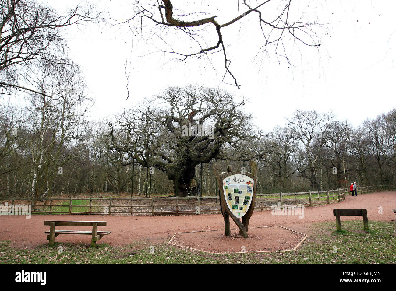 Major Oak - Nottingham Stock Photo - Alamy