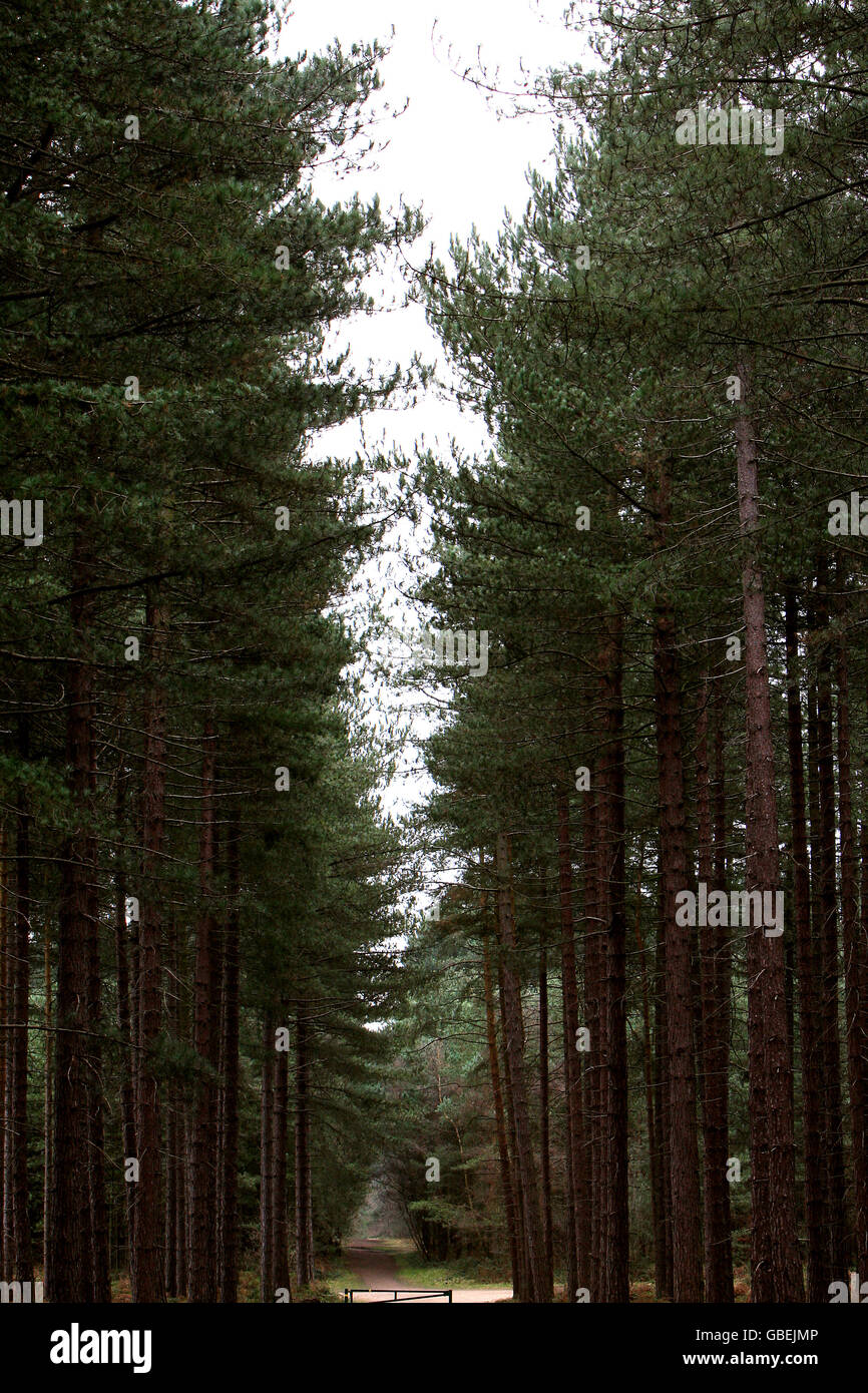 Sherwood Forest - Nottingham Stock Photo - Alamy