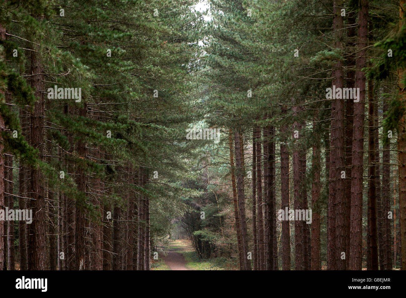 Sherwood Forest - Nottingham Stock Photo - Alamy