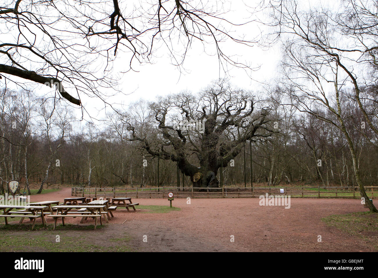 Major Oak - Nottingham Stock Photo - Alamy
