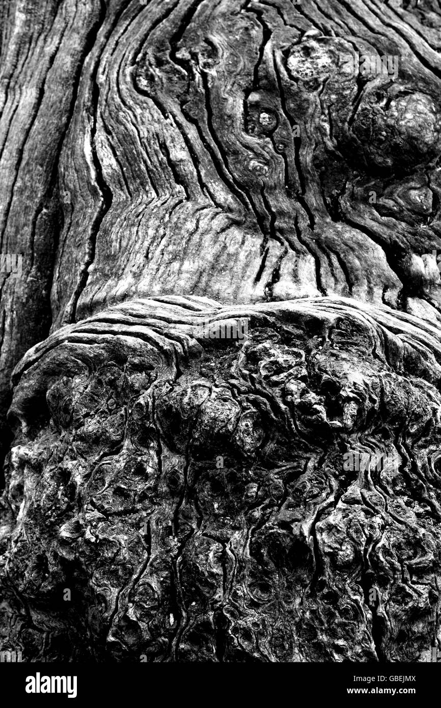 Sherwood Forest - Nottingham Stock Photo - Alamy