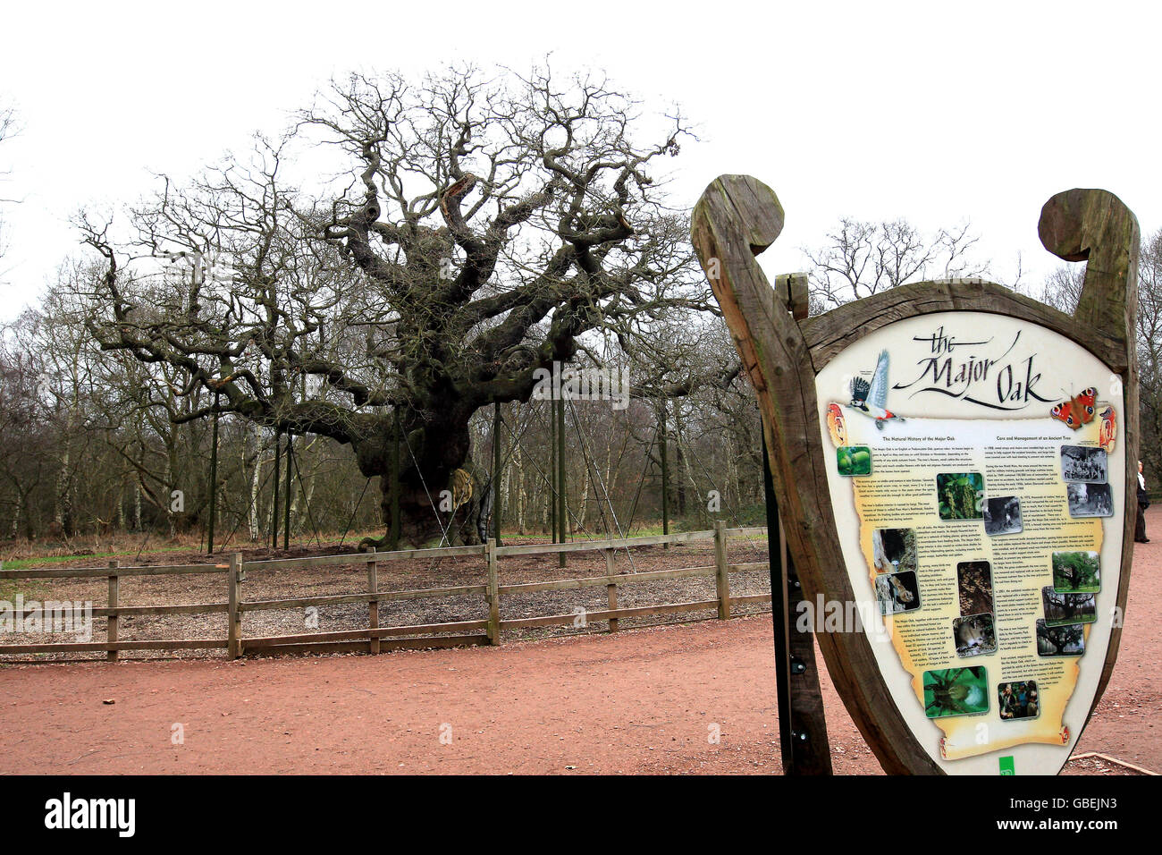 Major Oak - Nottingham Stock Photo - Alamy