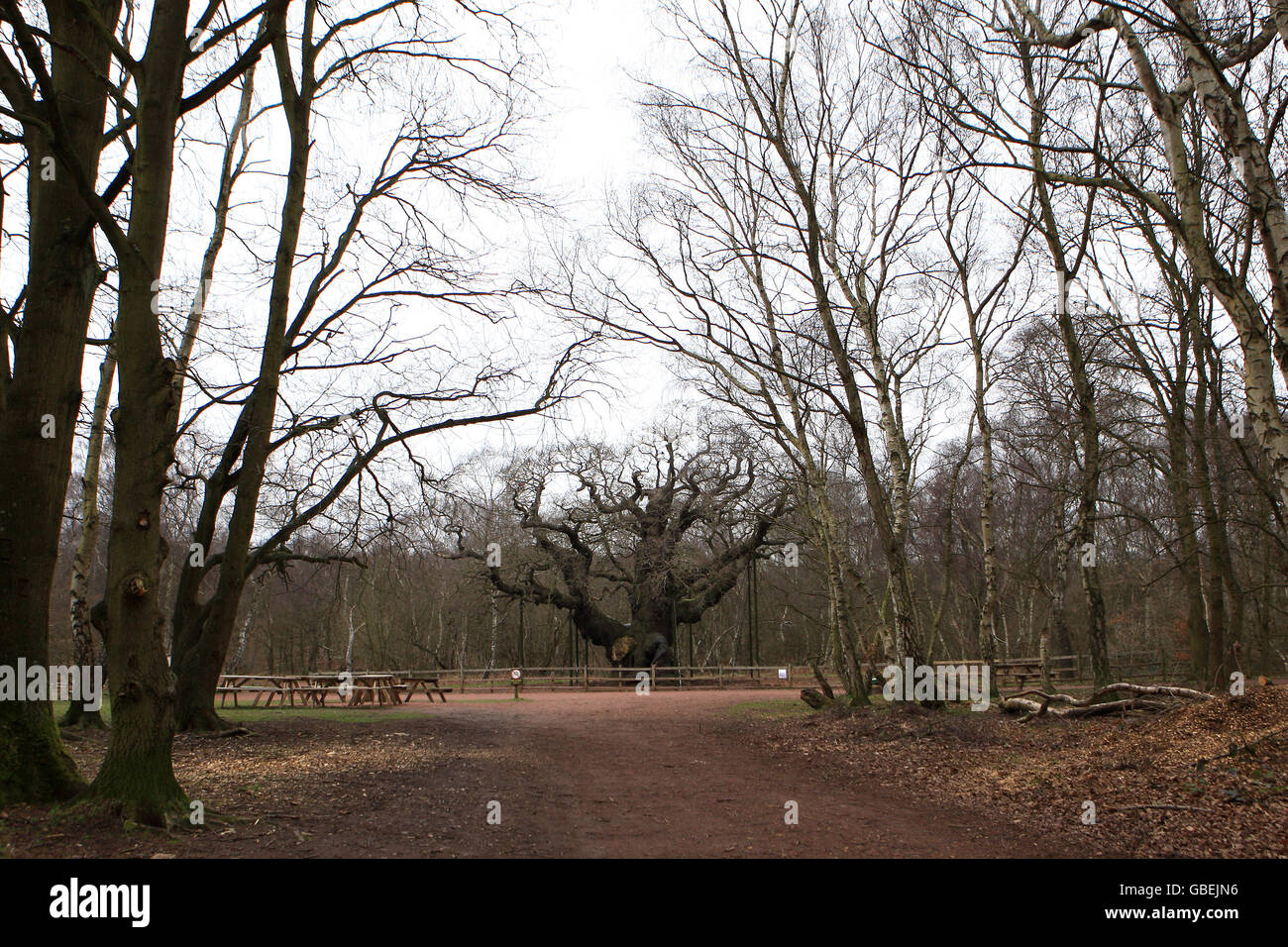Major Oak - Nottingham Stock Photo - Alamy