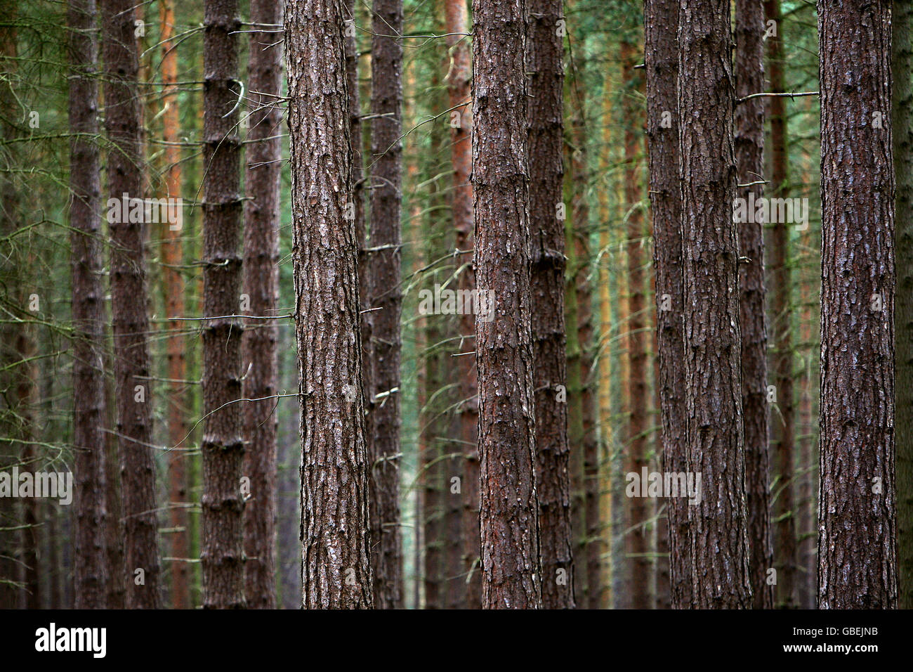 Sherwood Forest - Nottingham Stock Photo - Alamy