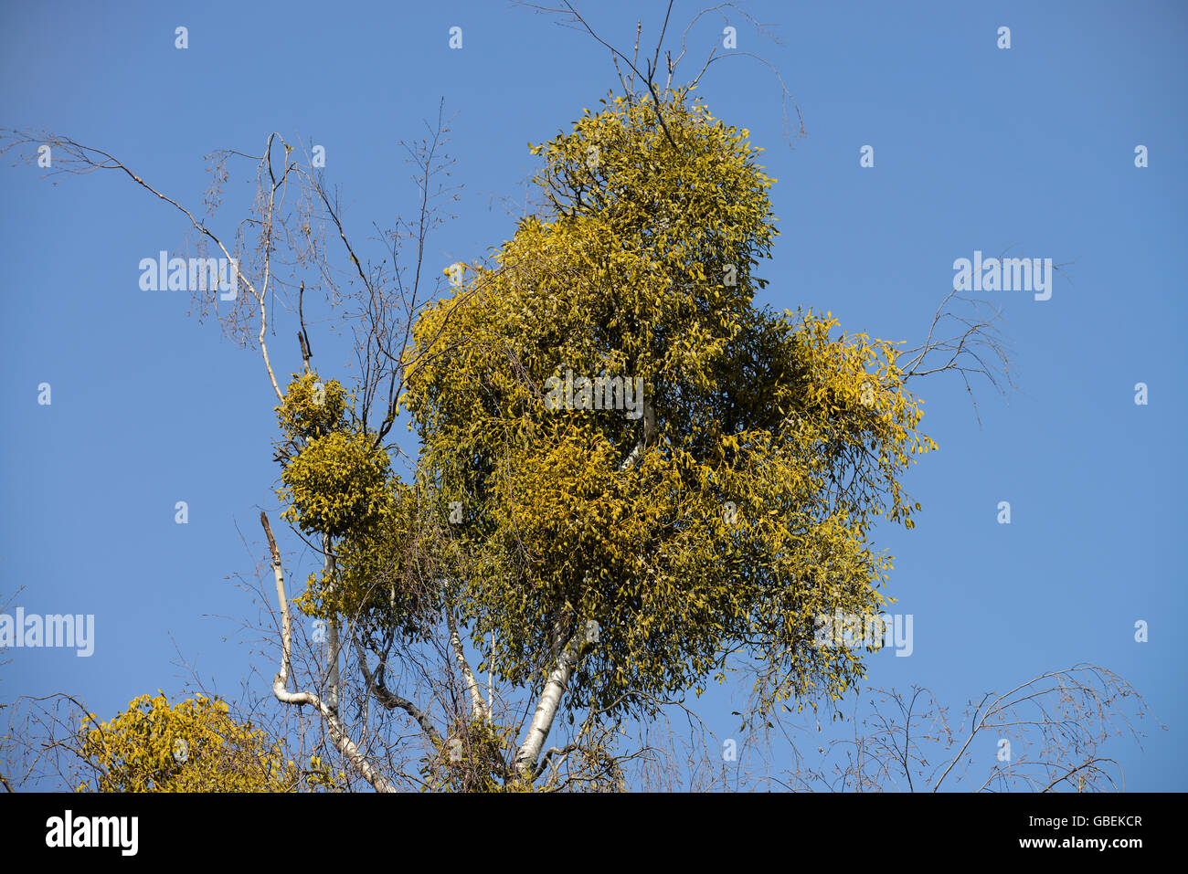 Weissbeerige mistel hi-res stock photography and images - Alamy