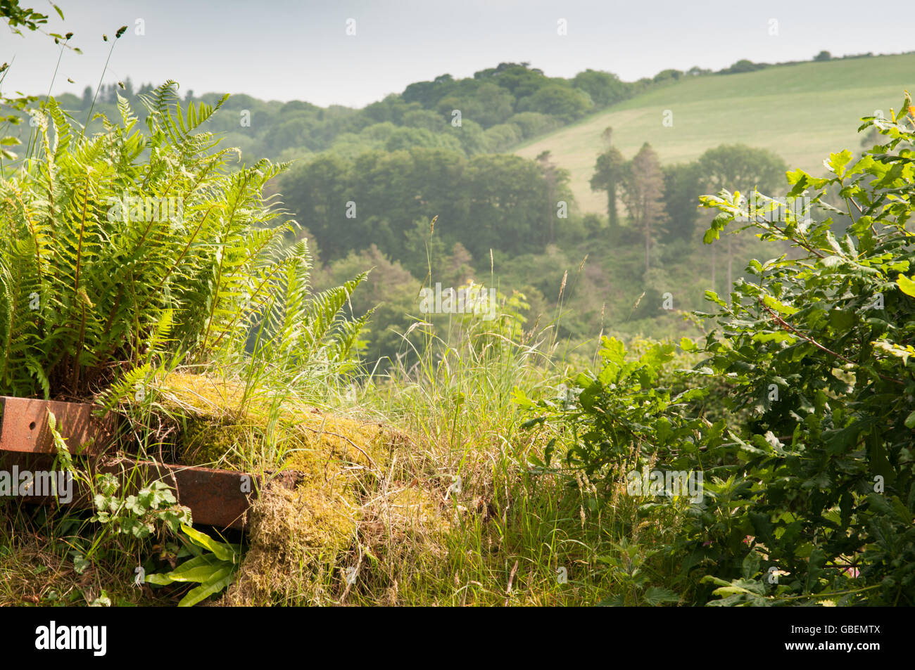 Sunlight Through Hedgerow High Resolution Stock Photography and Images ...