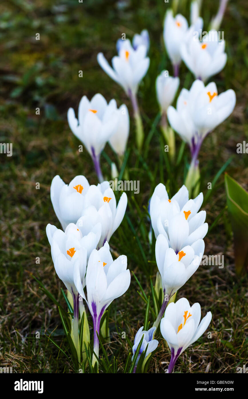 White crocuses in the garden Stock Photo - Alamy