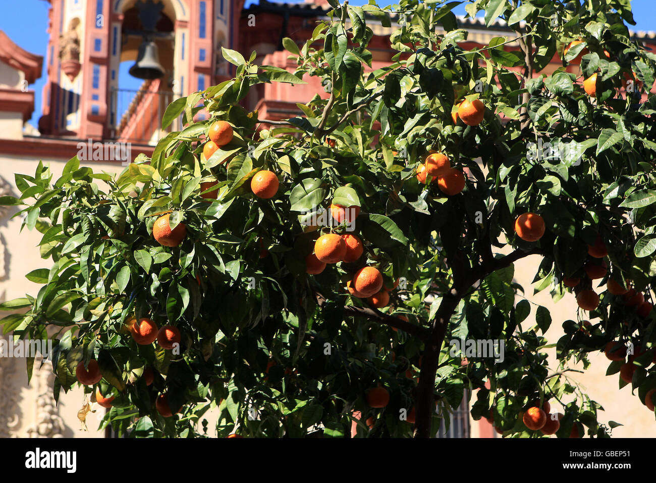 City Views - Seville. Orange trees surround buildings in Seville Stock Photo - Alamy