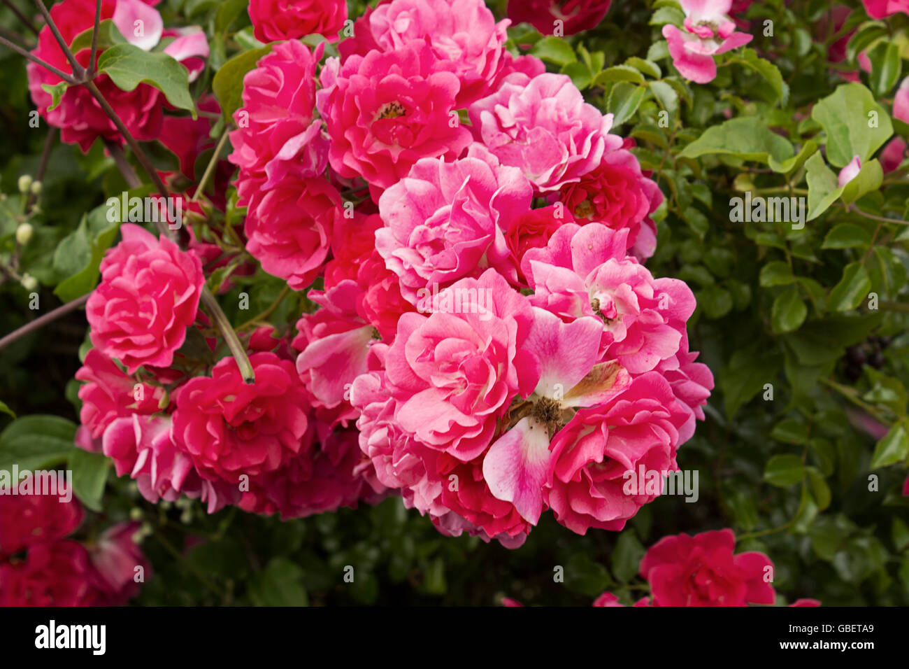 Pink roses collection growing in the garden, as texture, with green ...