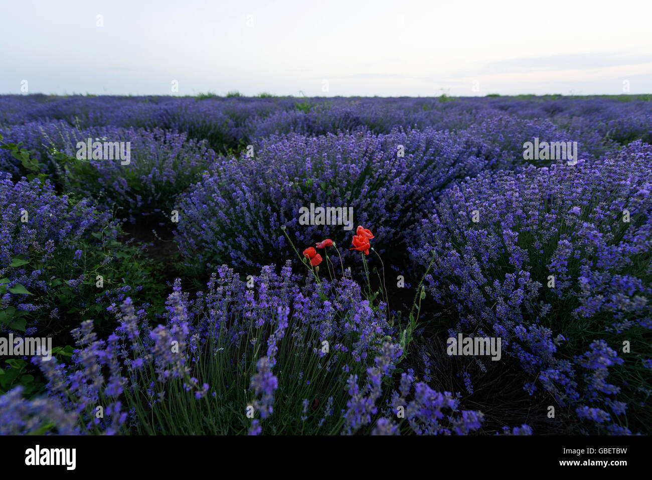 Photo of purple flowers in a lavender field in bloom at sunset, moldova ...