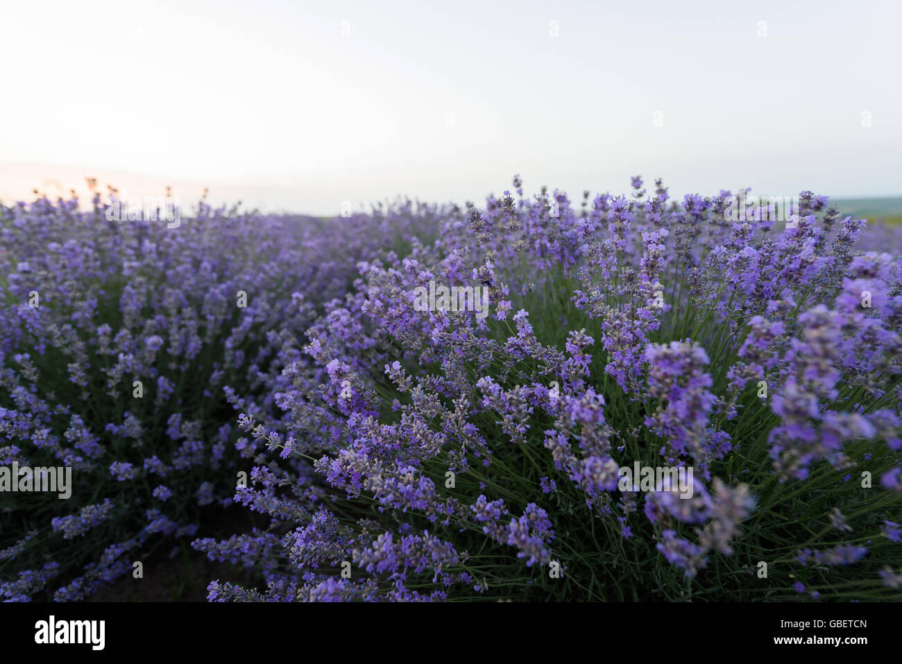 Photo of purple flowers in a lavender field in bloom at sunset, moldova ...