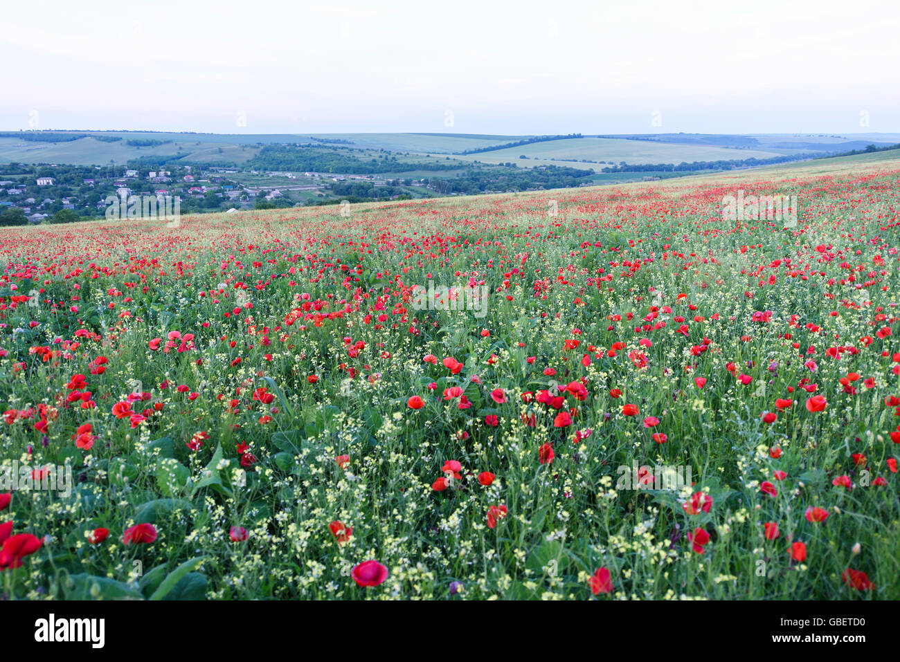 Beautiful landscape with poppy flowers filed at sun set in moldova near ...