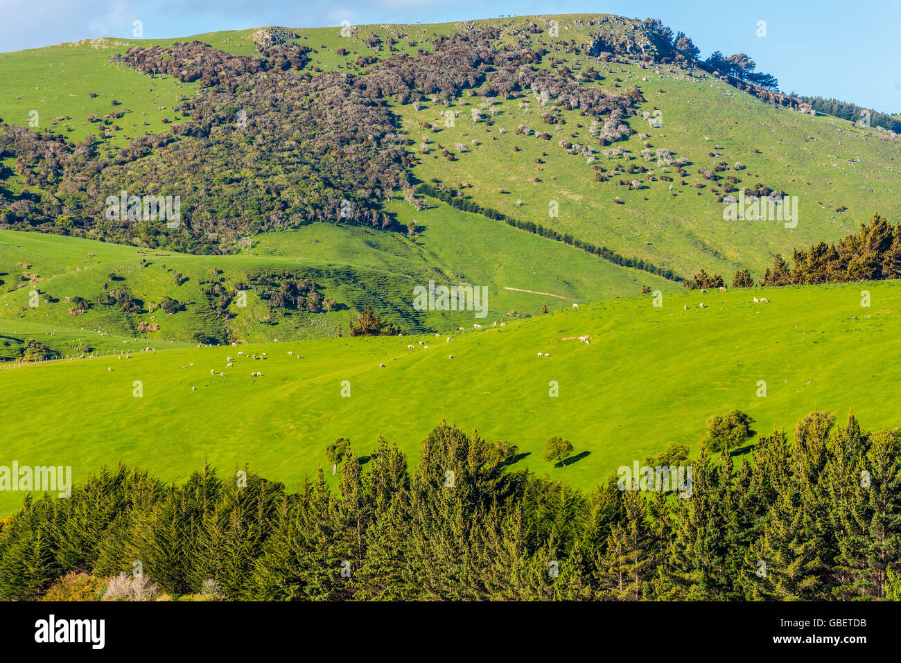 Sheep and pastures in the New Zealand - hills covered by green grass ...
