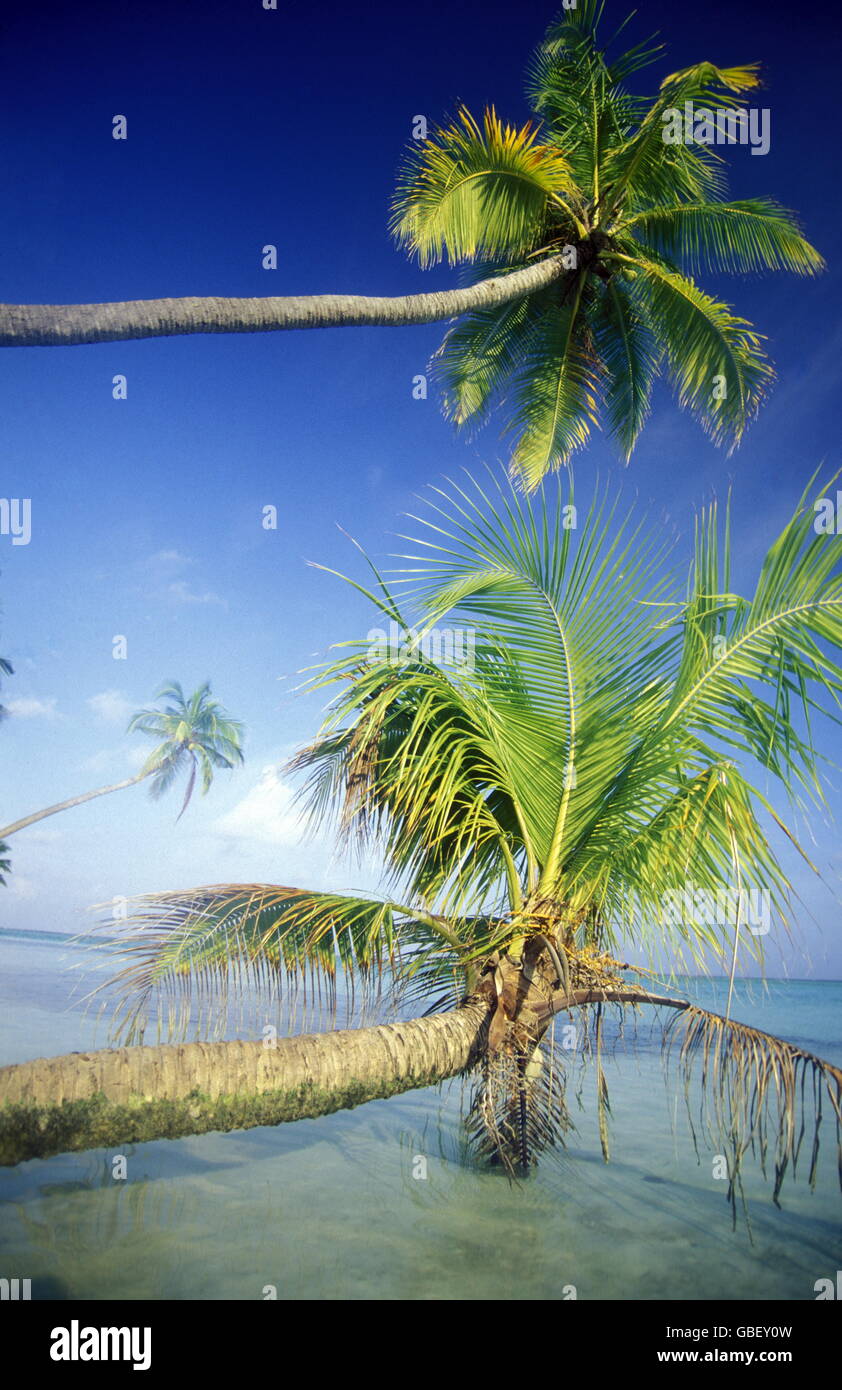 palm trees on the beach of the island and atoll of the Maldives Islands ...