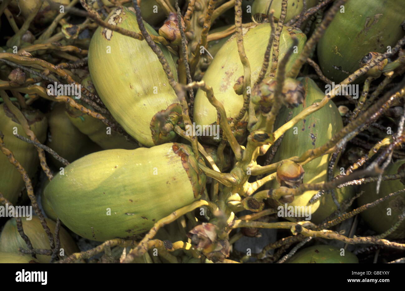 fruits in a resort on the island and atoll of the Maldives Islands in ...