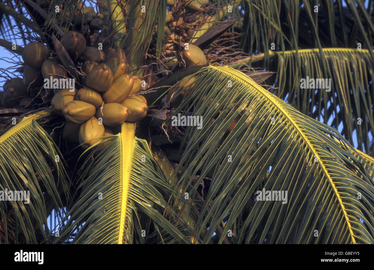 fruits in a resort on the island and atoll of the Maldives Islands in ...