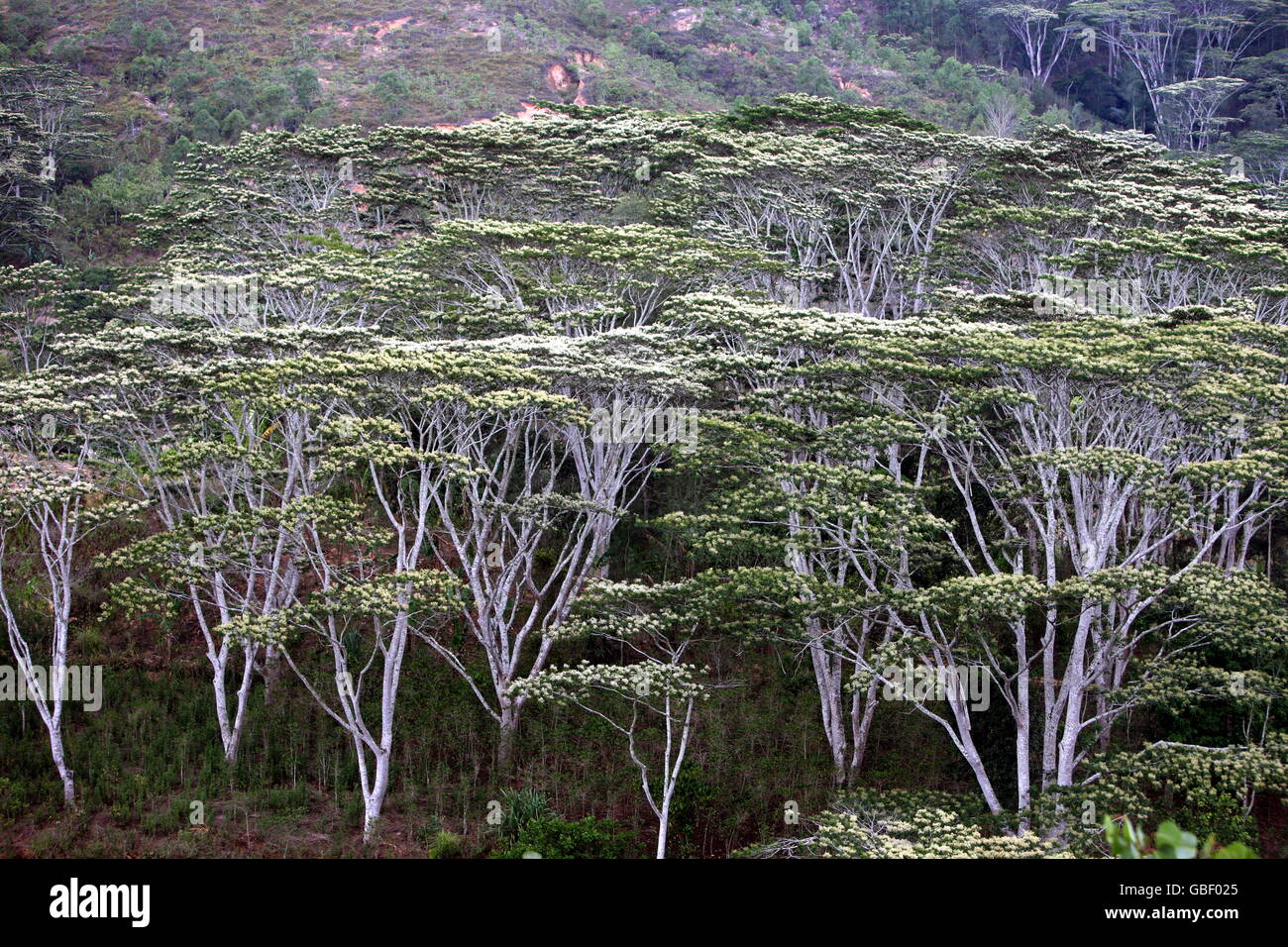 Timor leste tree hi-res stock photography and images - Alamy